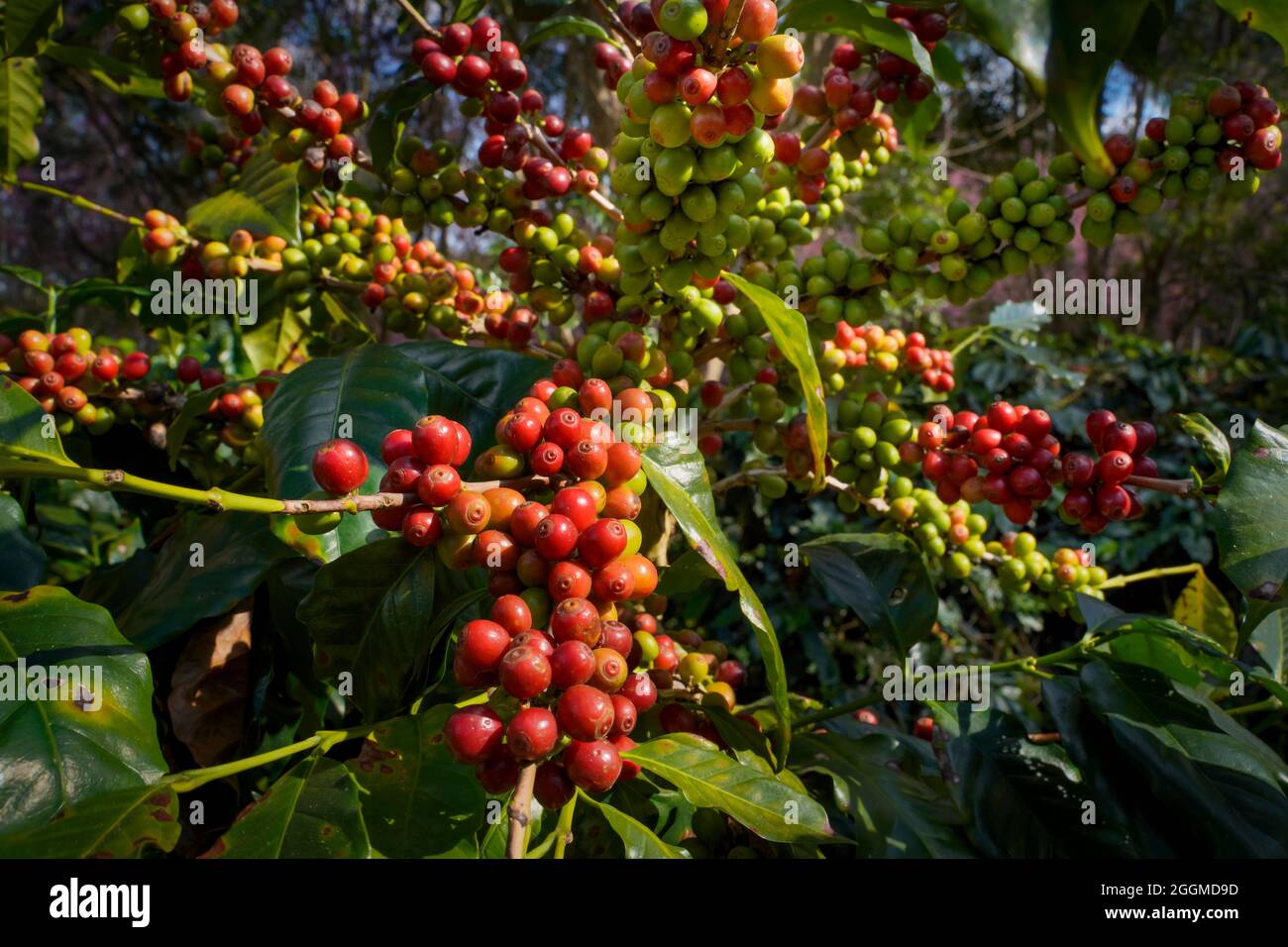 Raw or ripe red branch of Arabica and Robusta and organic coffee ...