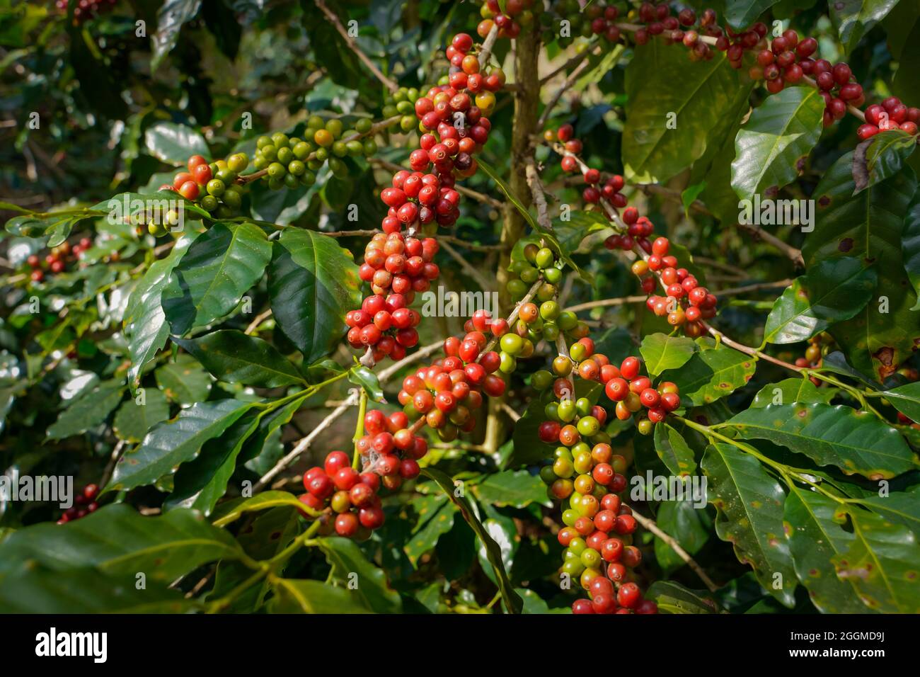 Raw or ripe red branch of Arabica and Robusta and organic coffee ...