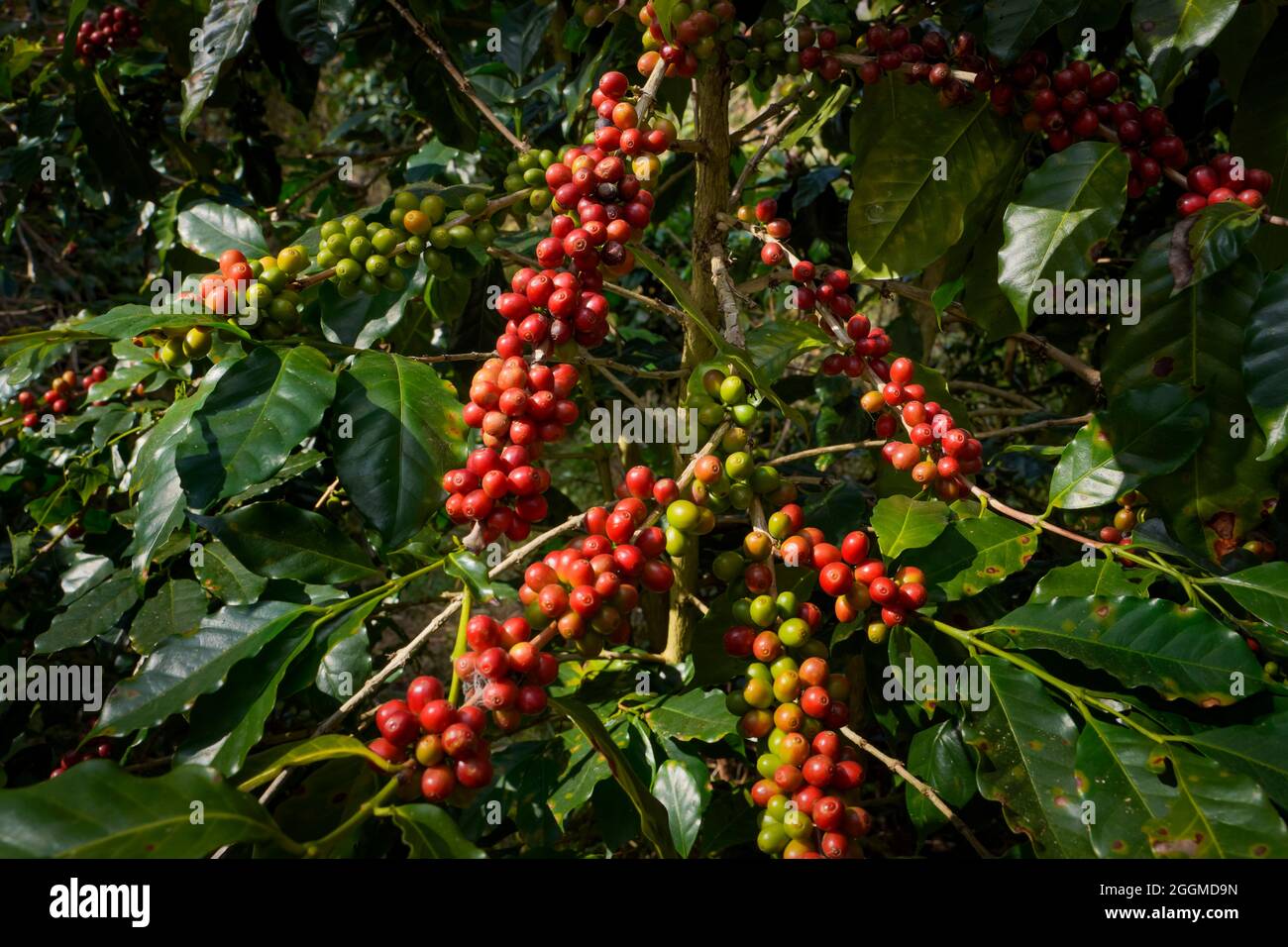 Raw or ripe red branch of Arabica and Robusta and organic coffee ...