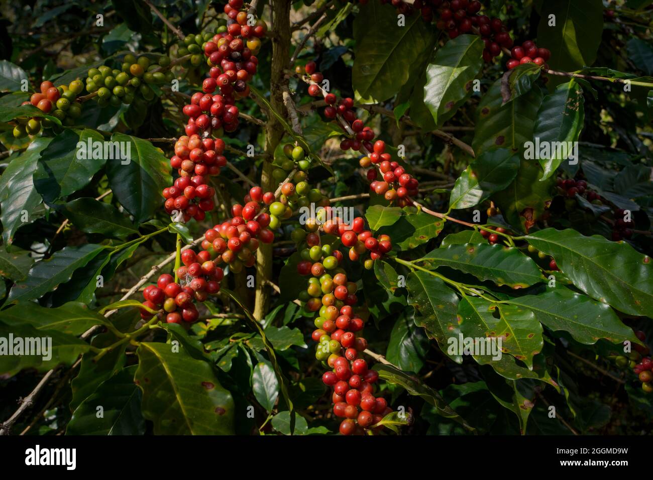 Raw or ripe red branch of Arabica and Robusta and organic coffee ...