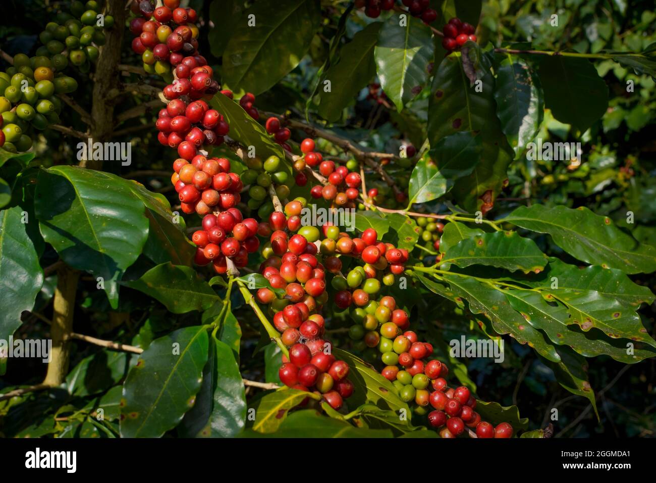 Raw or ripe red branch of Arabica and Robusta and organic coffee ...