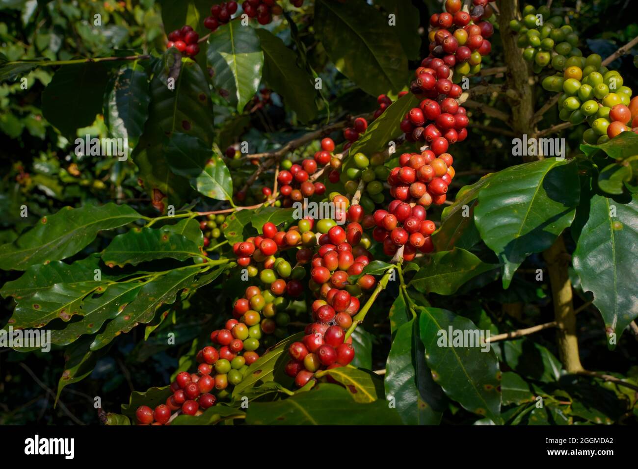 Raw or ripe red branch of Arabica and Robusta and organic coffee ...