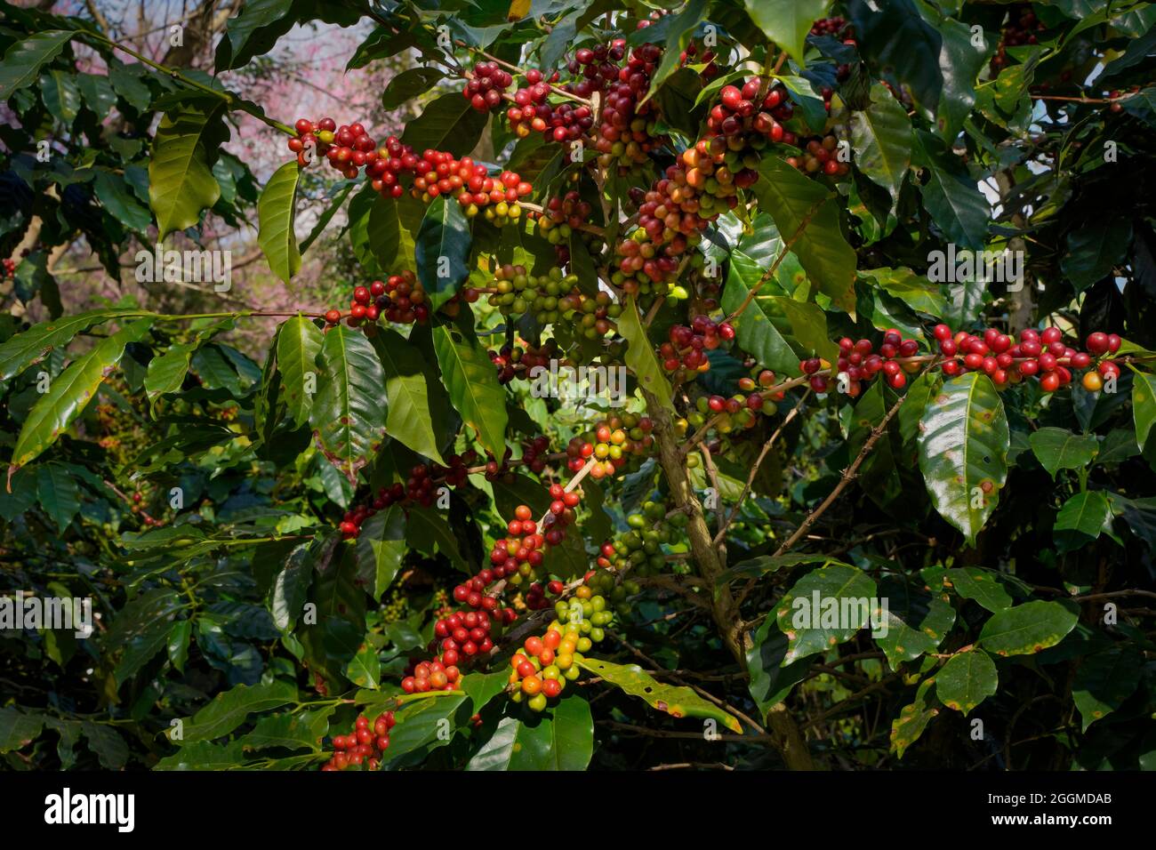 Raw or ripe red branch of Arabica and Robusta and organic coffee ...