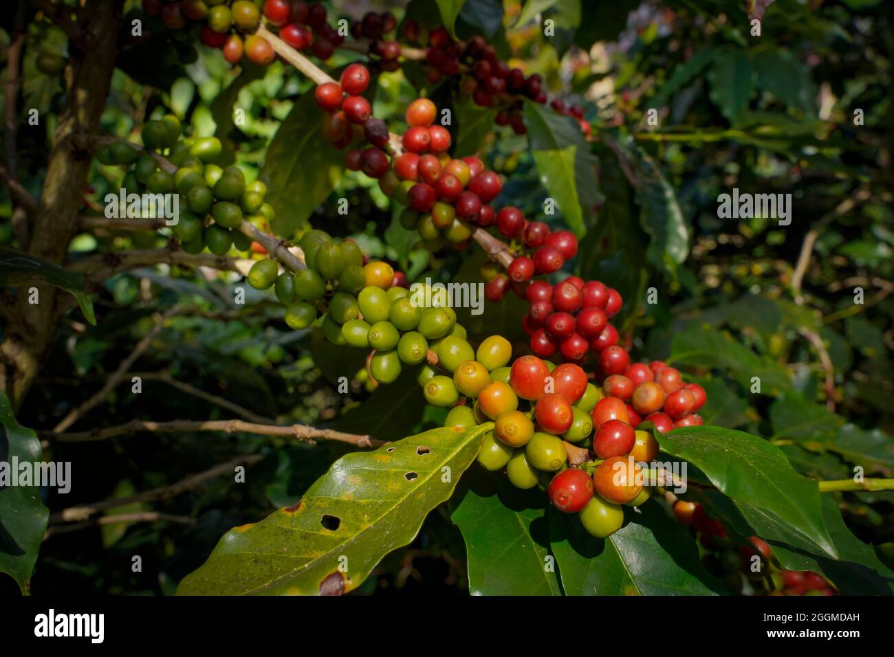 Raw or ripe red branch of Arabica and Robusta and organic coffee ...