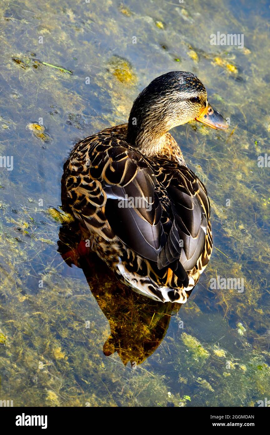 Female duck feathers hi-res stock photography and images - Alamy