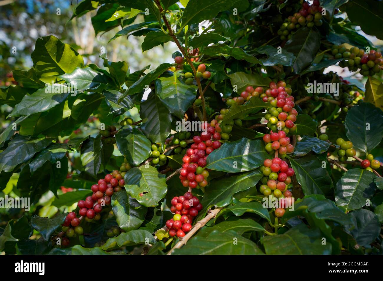 Raw or ripe red branch of Arabica and Robusta and organic coffee ...