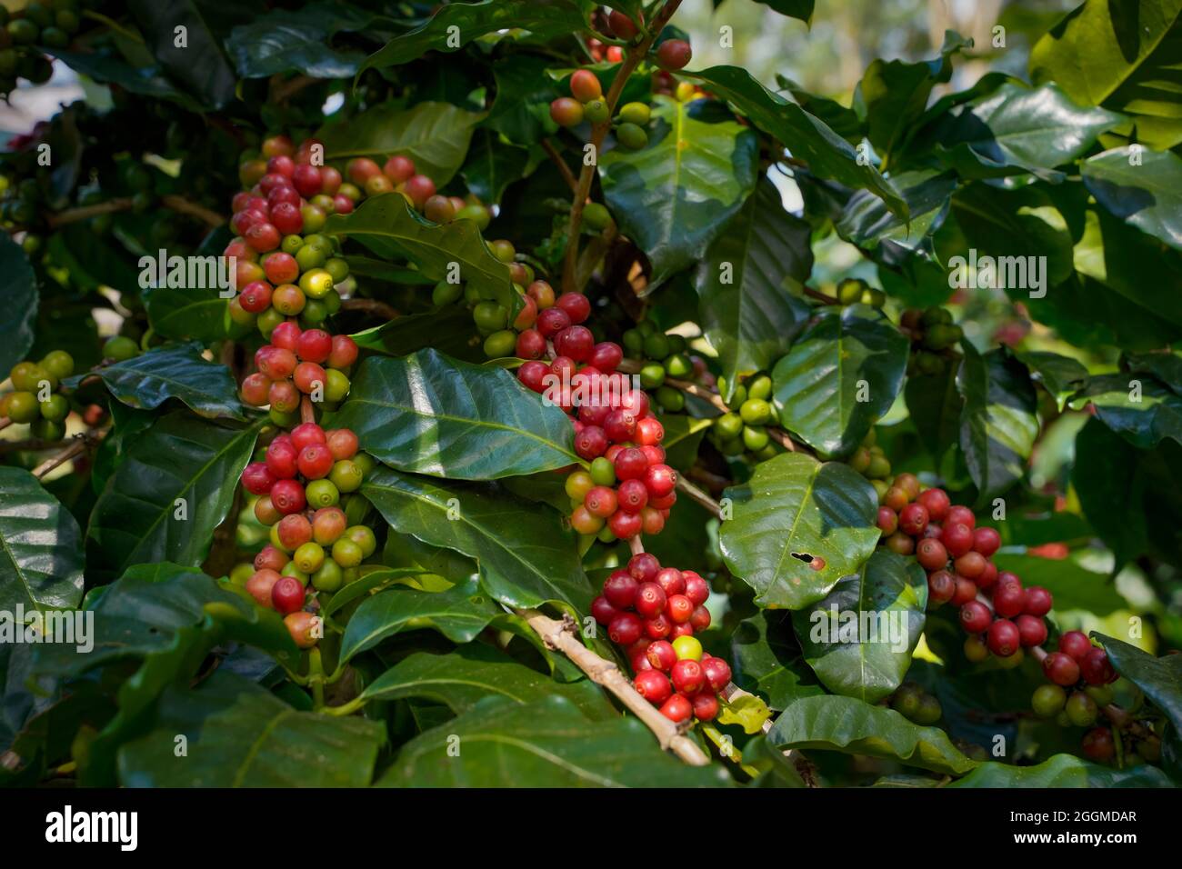 Raw or ripe red branch of Arabica and Robusta and organic coffee ...