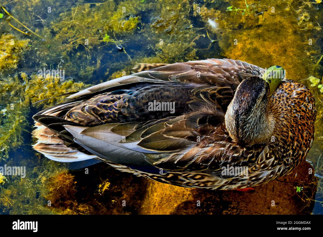 A female mallard duck "Anas platyrhynchos", in fall plumage at a beaver ...