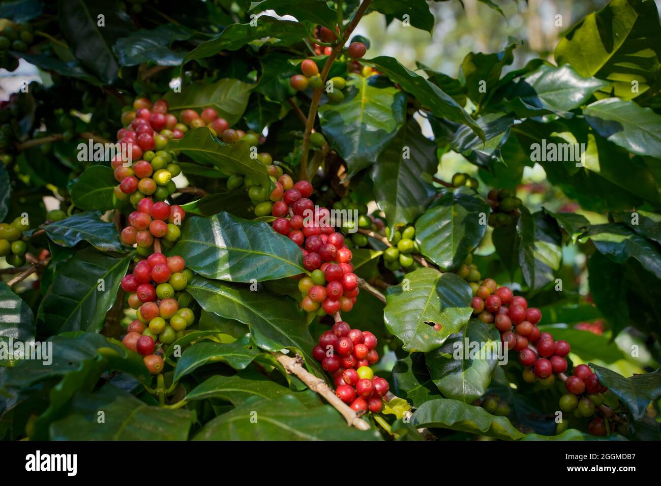 Raw or ripe red branch of Arabica and Robusta and organic coffee ...