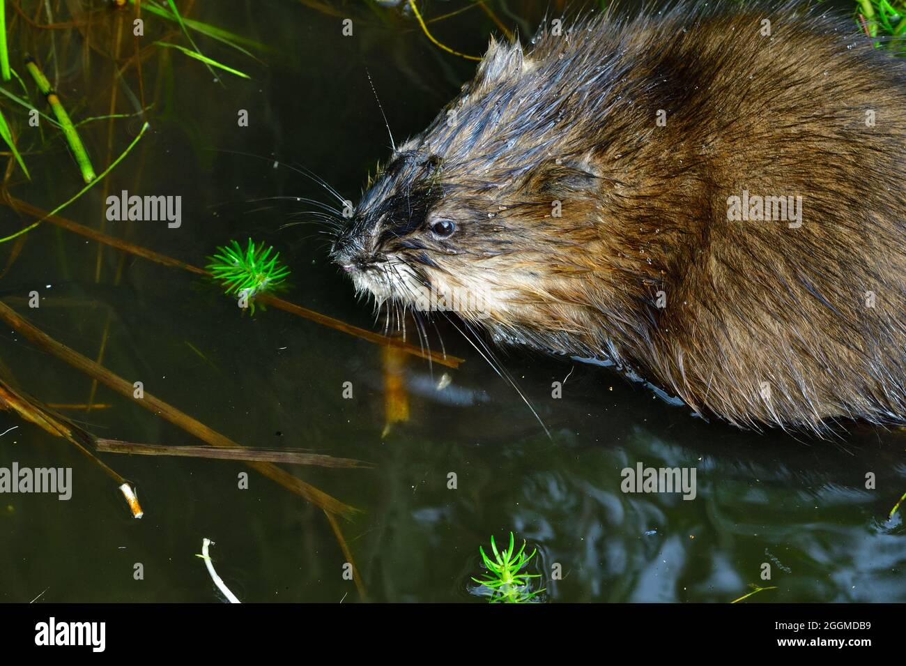 A wild muskrat "Ondatra zibethicus", foraging along the edge of a ...