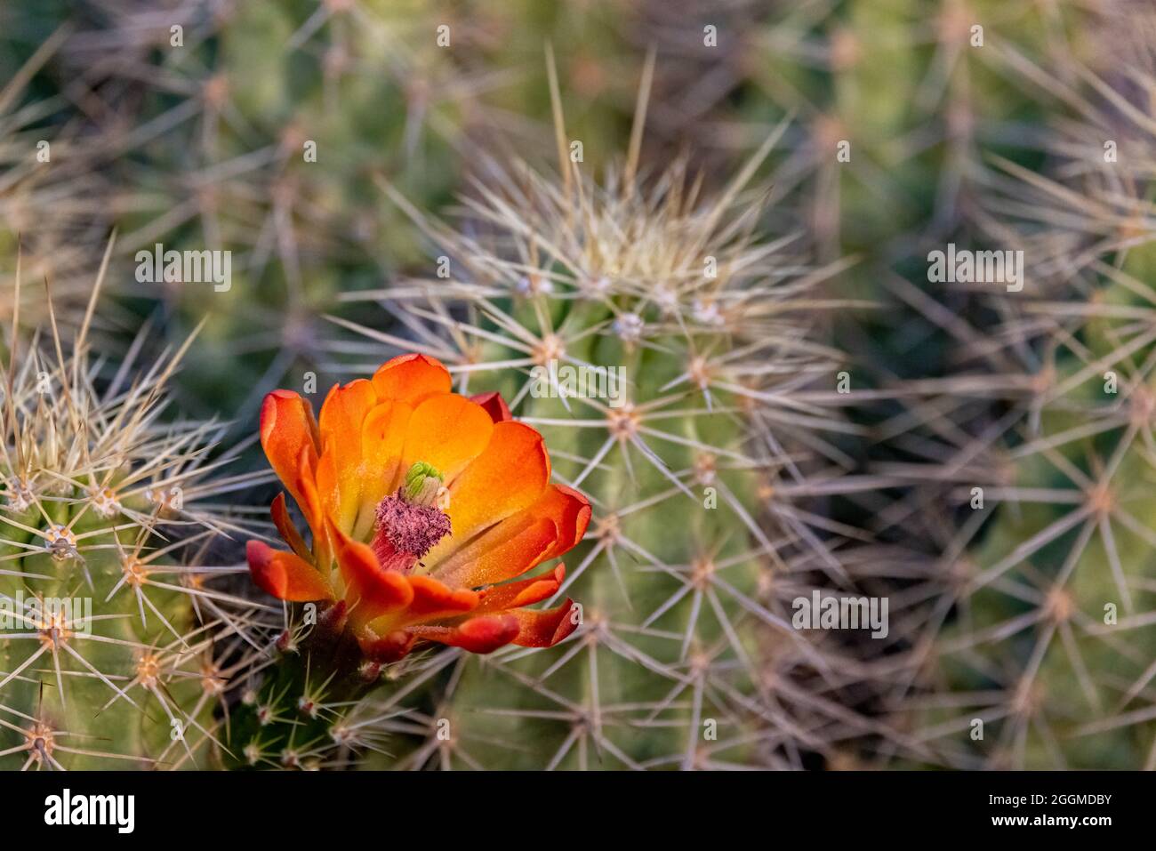 Scalet Hedgehog Cactus, (Echinocereus coccineus), Bosque del Apache ...
