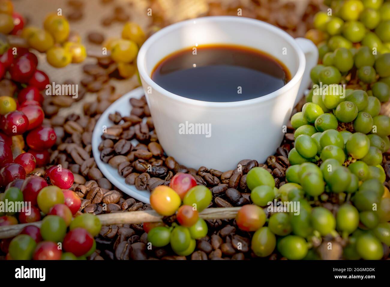 Raw or ripe red branch of Arabica and Robusta and organic coffee ...