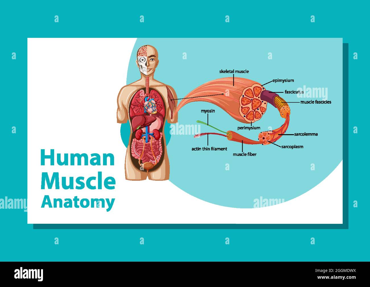 Human muscle anatomy with body anatomy illustration Stock Vector Image ...