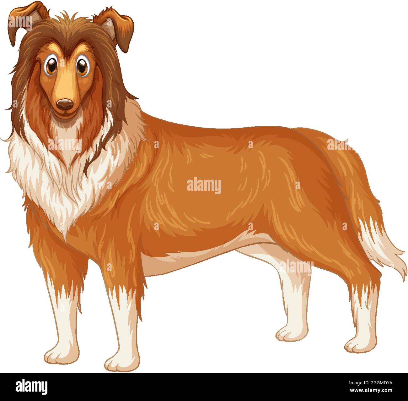 Rough collie dog clipart Cut Out Stock Images & Pictures - Alamy