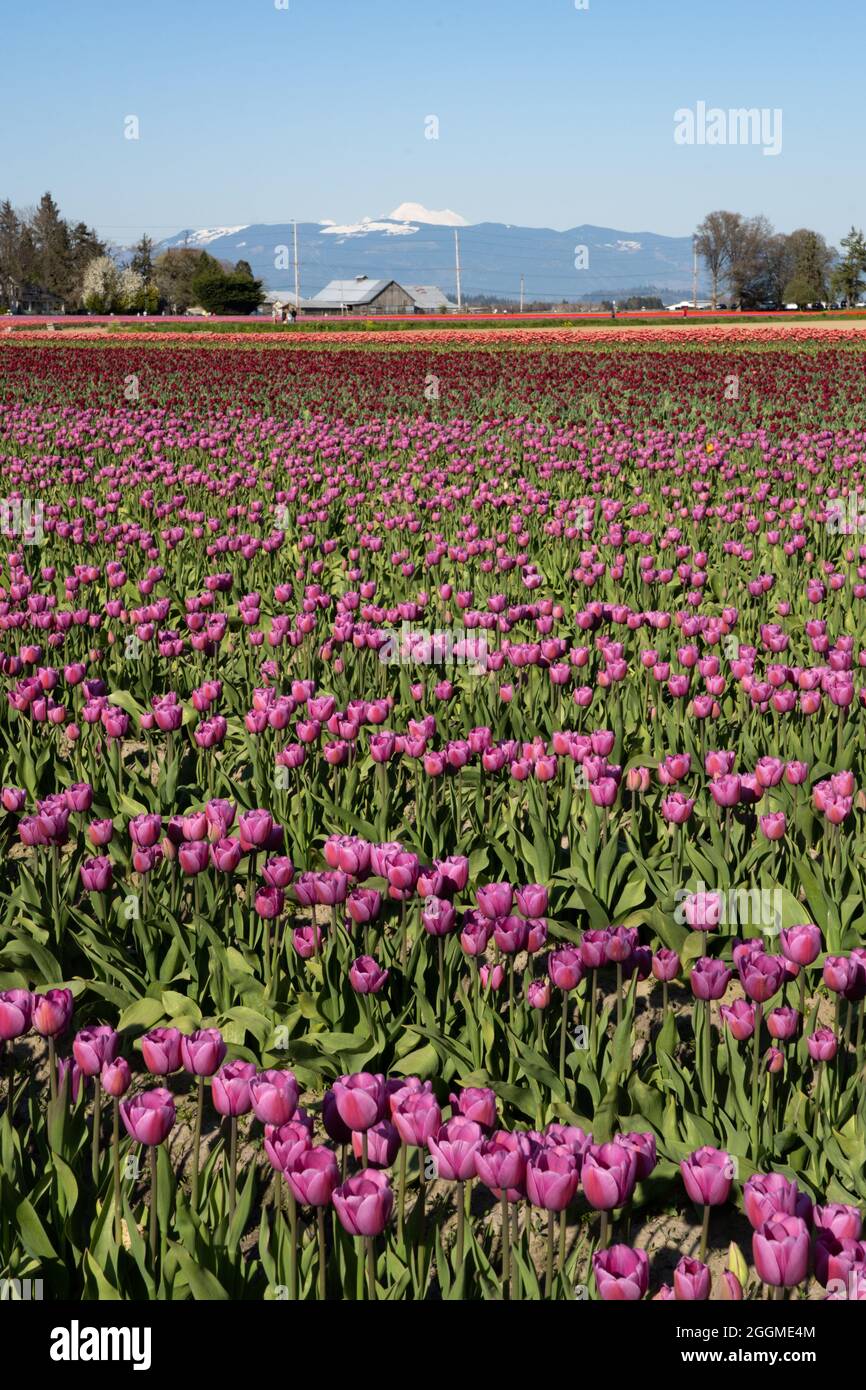 Tulip fields in Skagit Valley, Washington State Stock Photo - Alamy