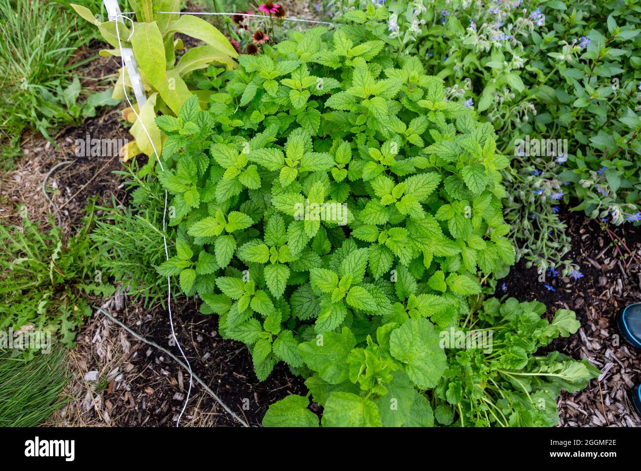 Melissa officinalis lemon balm hi-res stock photography and images - Alamy