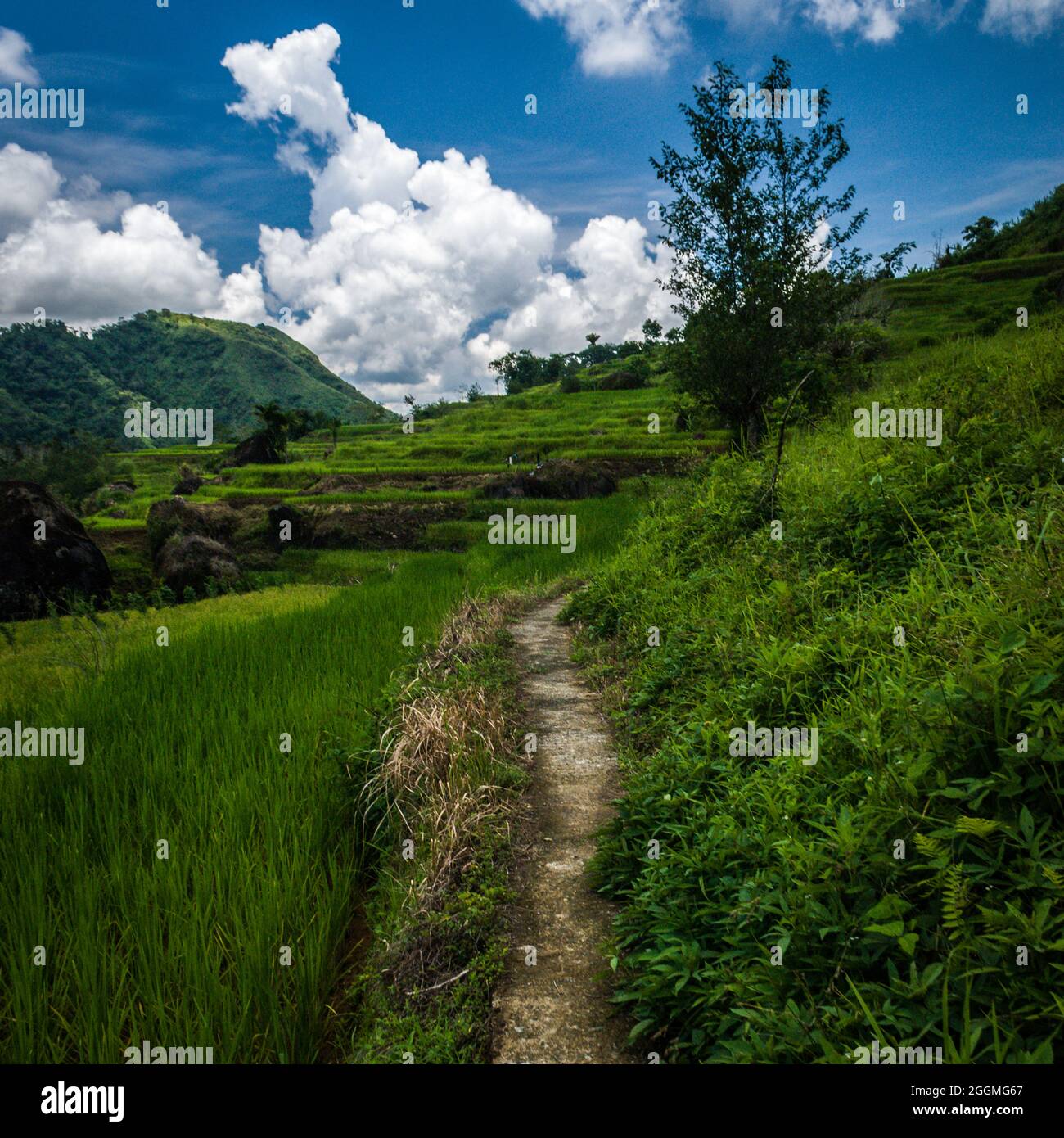 Greenview field of the magnificent Rice Terraces Stock Photo - Alamy