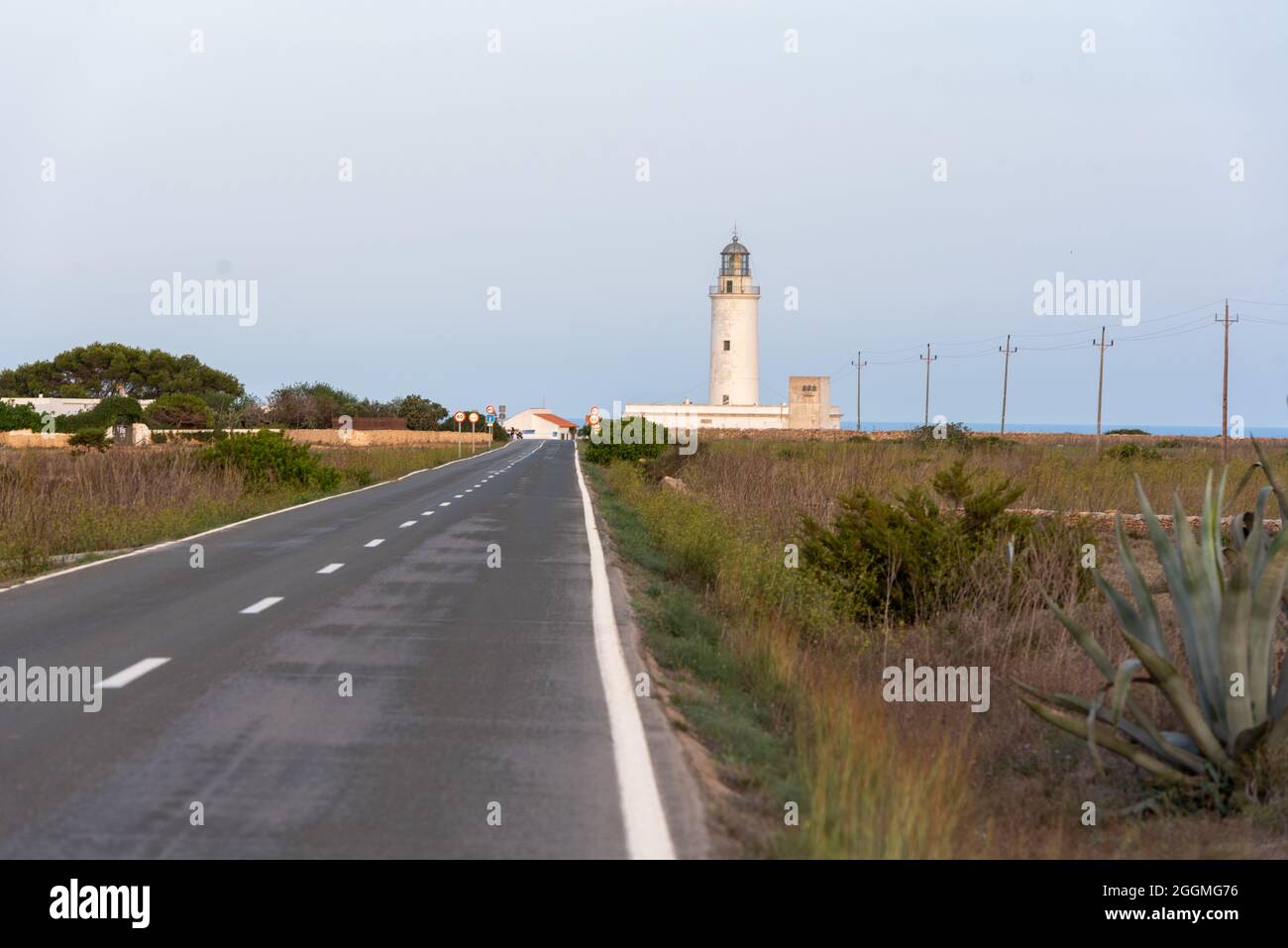 Fig tree in La Mola in Formentera in the summer of 2021 Stock Photo - Alamy