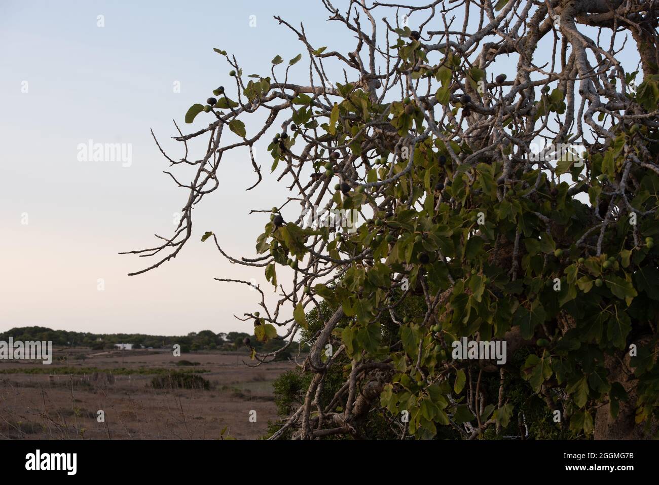 Fig tree in La Mola in Formentera in the summer of 2021 Stock Photo - Alamy