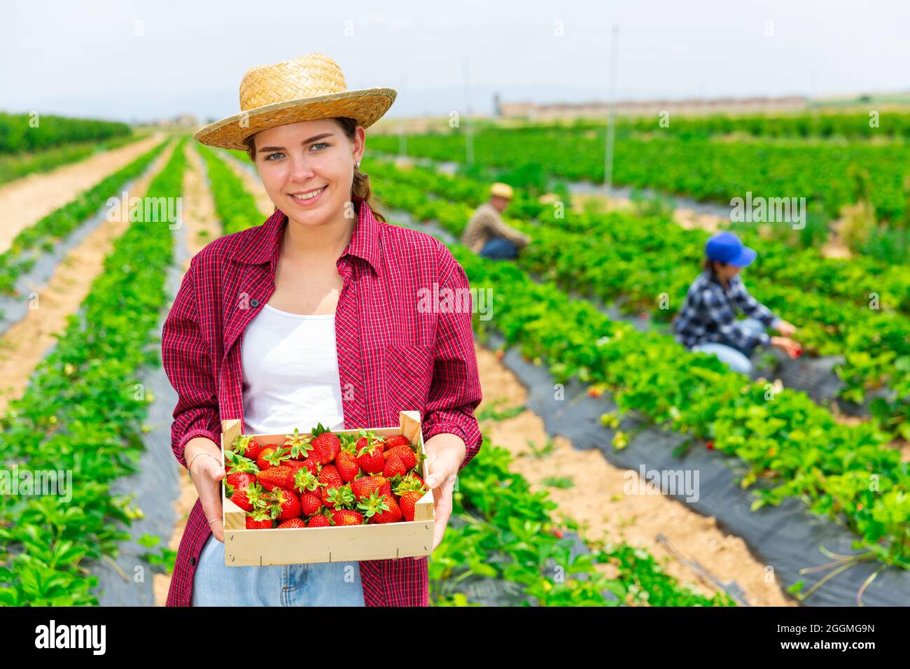 Woman farm worker harvesting strawberry at field Stock Photo - Alamy