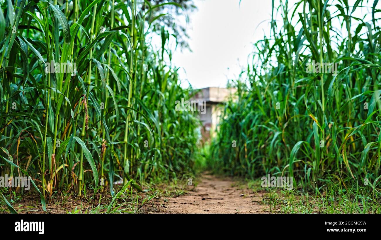Millet field hi-res stock photography and images - Alamy