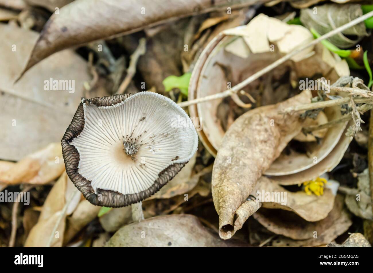 Mushroom In trash Stock Photo - Alamy