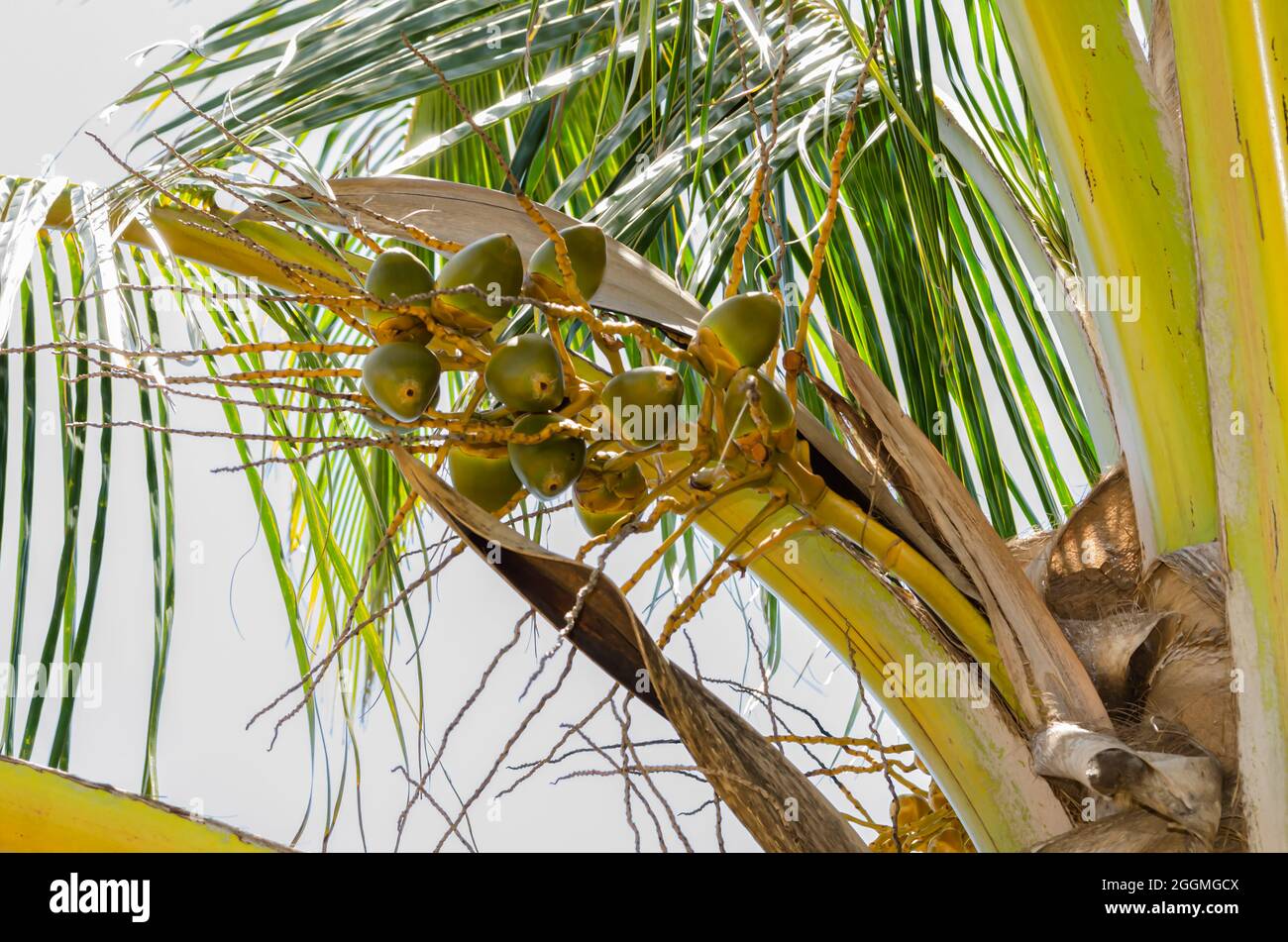 Side View Of Small Coconut In Sheathe Stock Photo - Alamy
