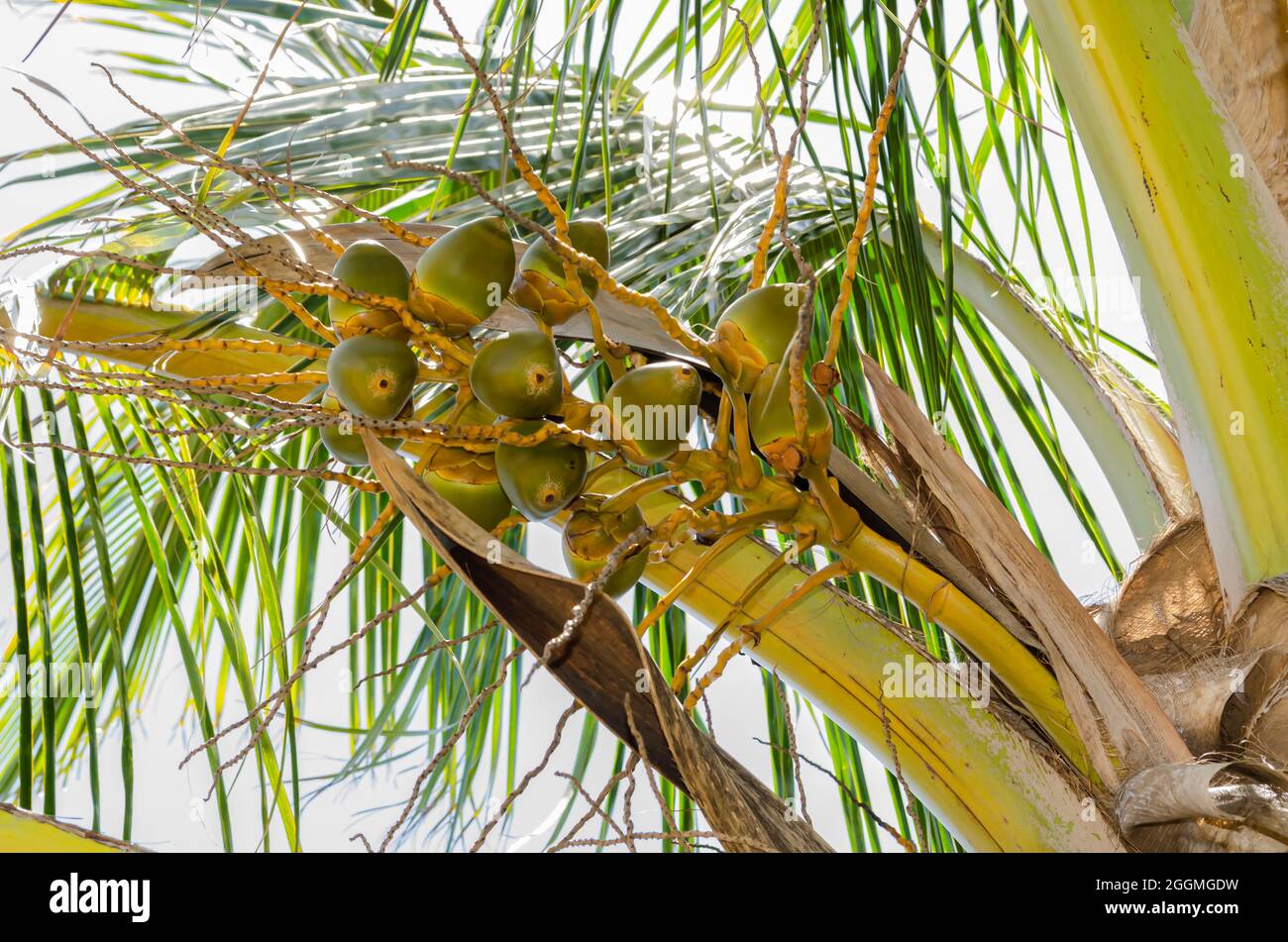 Young coconut tree hi-res stock photography and images - Alamy
