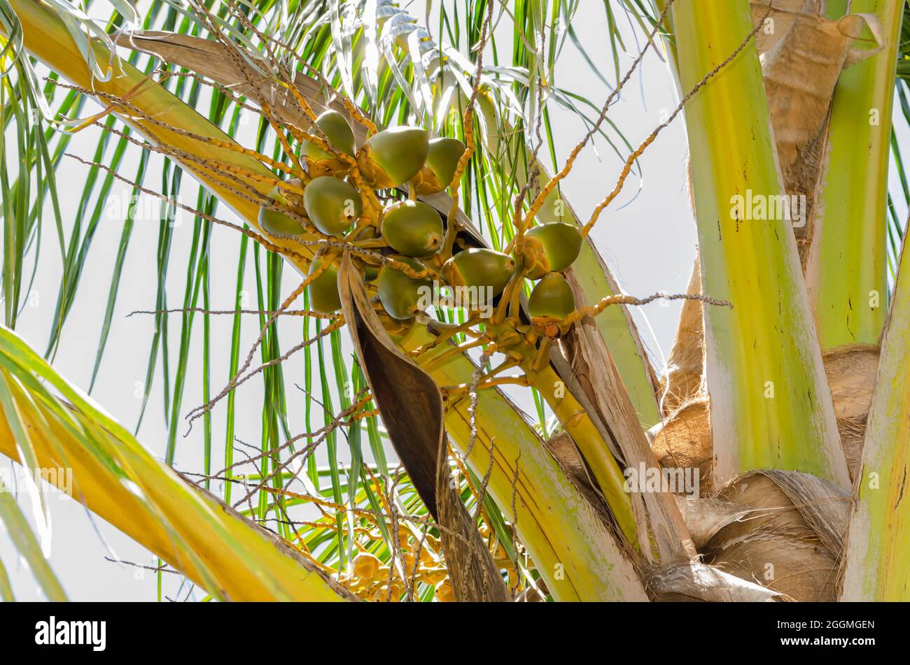 Coconut palm cocos nucifera inflorescence hi-res stock photography and ...