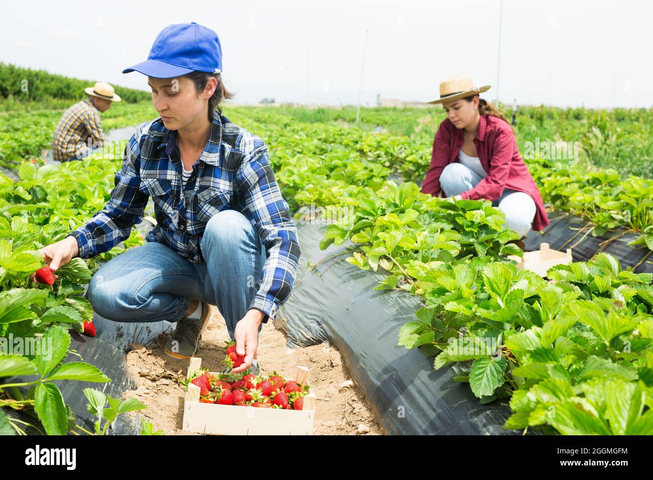 Female farm workers picking strawberries hi-res stock photography and ...