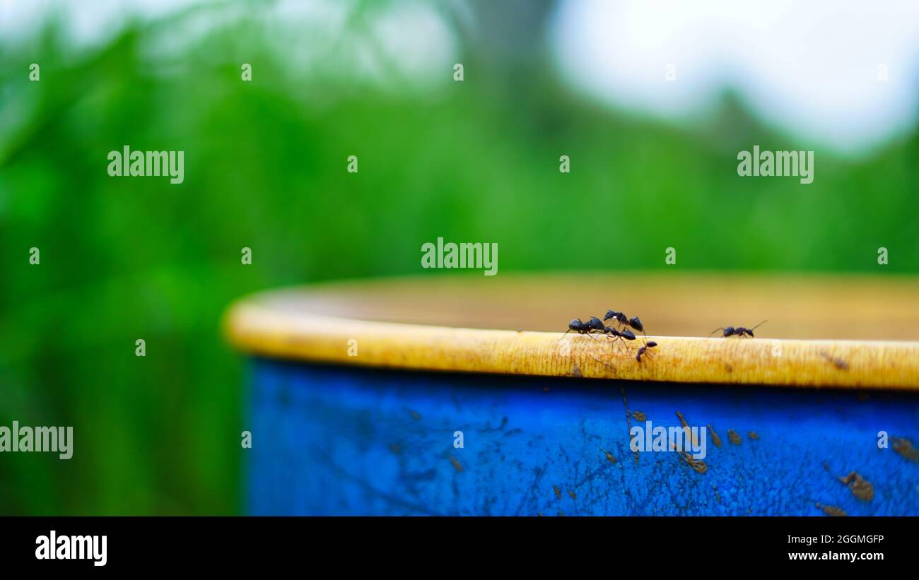 Plastic ants hi-res stock photography and images - Alamy