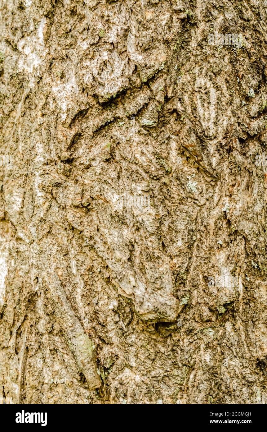 The textured bark of the spathodea companulata is rough and , groved ...