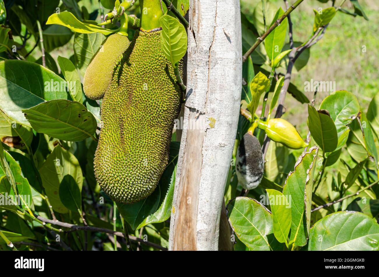 Jackfruit tree flower hi-res stock photography and images - Alamy
