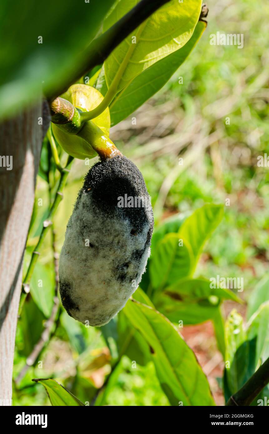 Rhizopus hi-res stock photography and images - Alamy