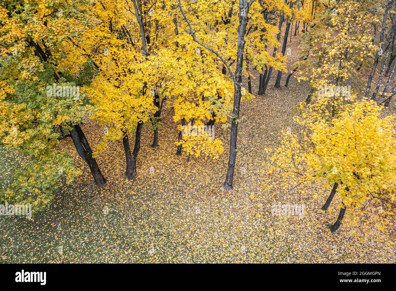 Overhead leaf canopy hi-res stock photography and images - Alamy