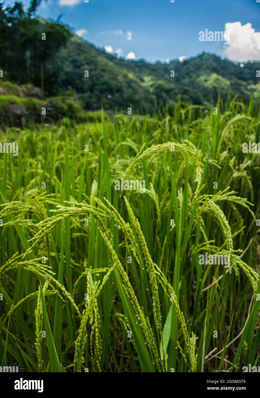 Greenview field of the magnificent Rice Terraces Stock Photo - Alamy