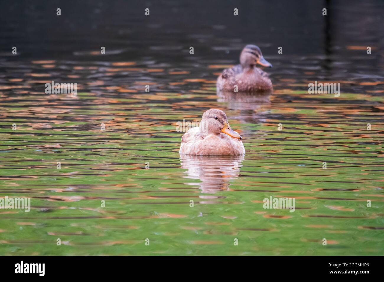Yellow colored Mallard female Duck swims in the pond. Animal ...