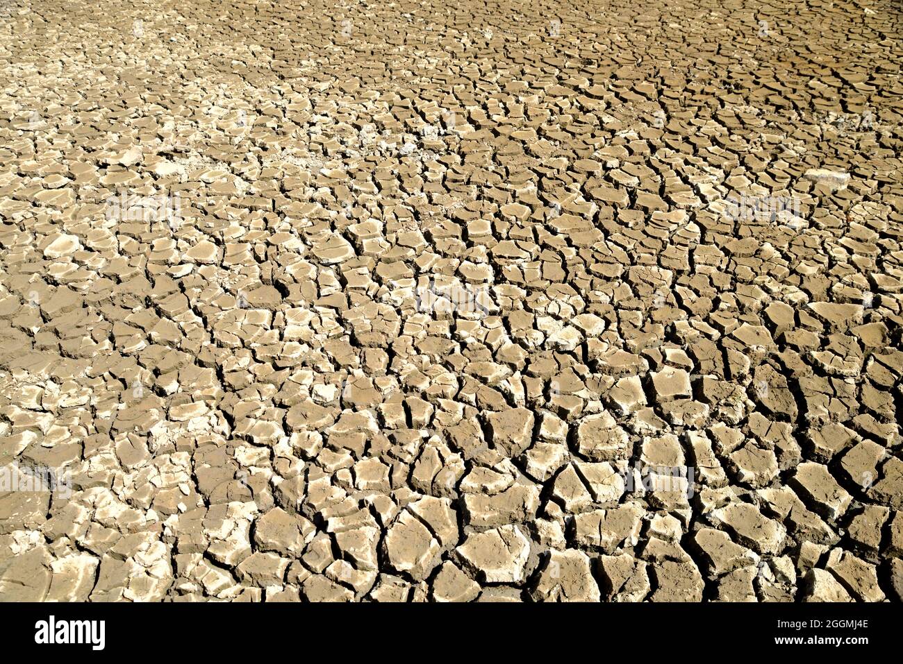Barren Land Texture