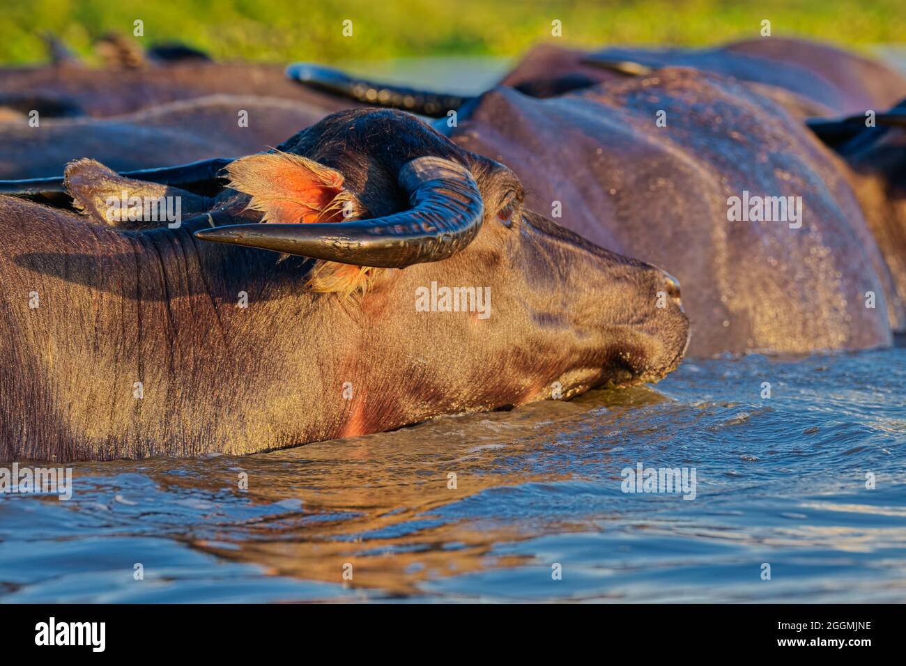 Swamp cow hi-res stock photography and images - Alamy