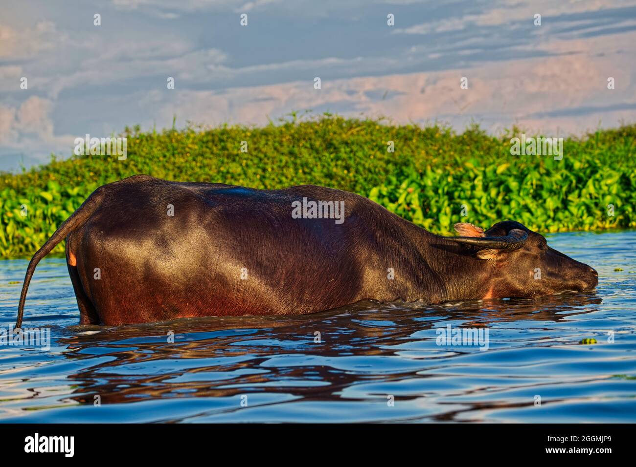 The most clean buffalo Taken @Nagara Daha, Kandangan, Kalsel Stock ...