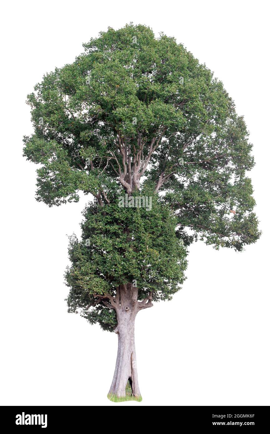 Tree isolated on white background Stock Photo - Alamy