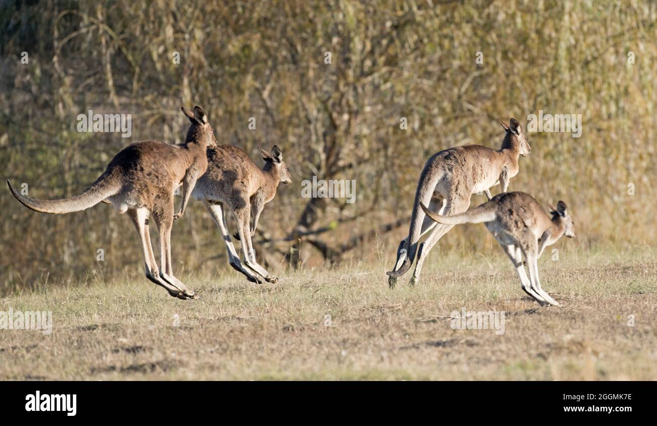 kangaroos hopping in outback, Queensland,Australia Stock Photo - Alamy