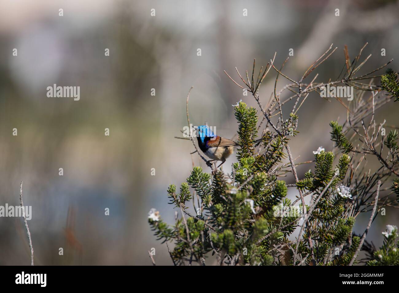 Australian variegated fairy wren malurus lamberti hi-res stock ...