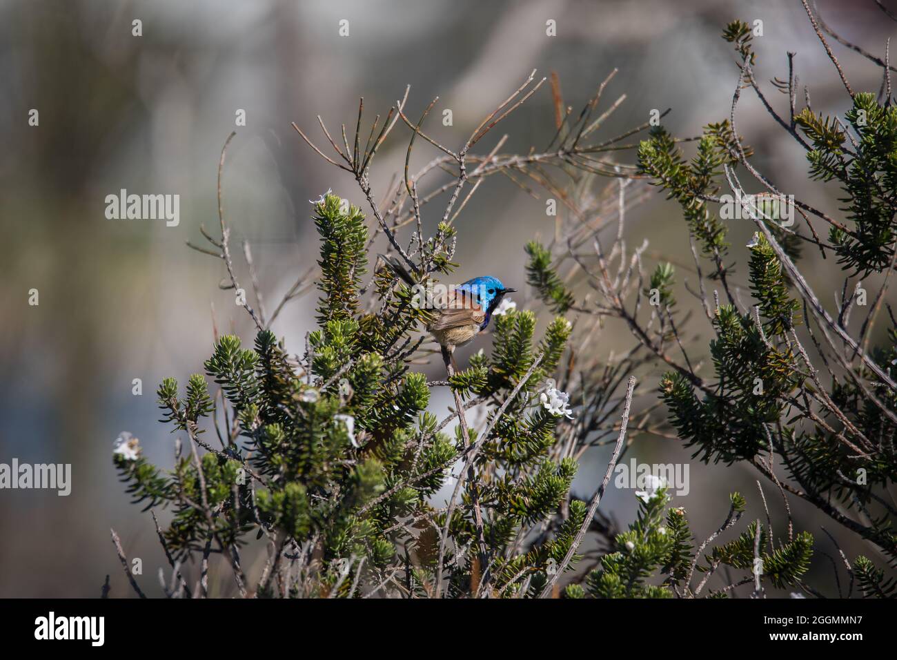 Variegated Fairywren (Malurus lamberti) - Male perched on branch Stock ...
