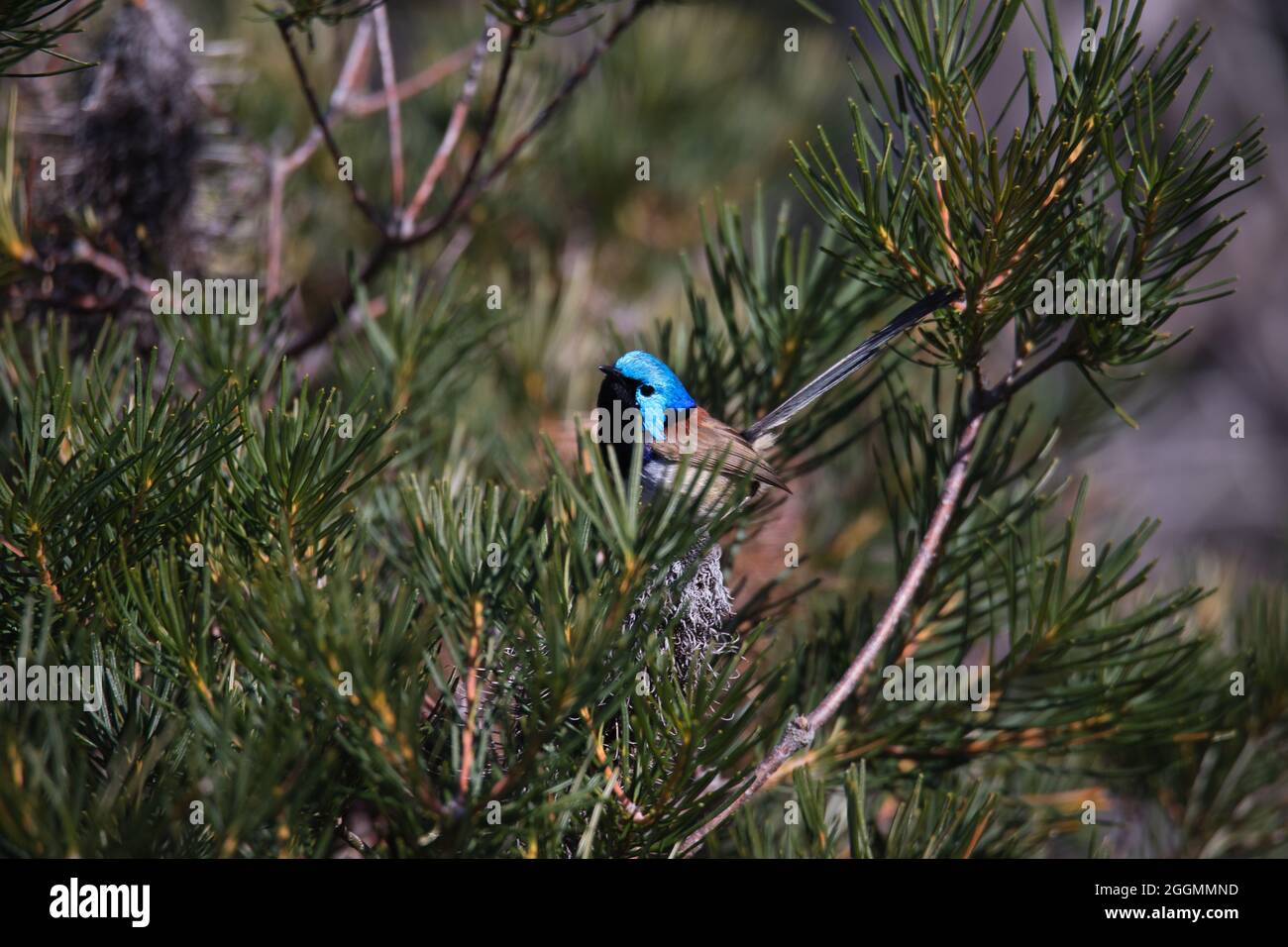 Variegated Fairywren (Malurus lamberti) - Male perched on branch Stock ...
