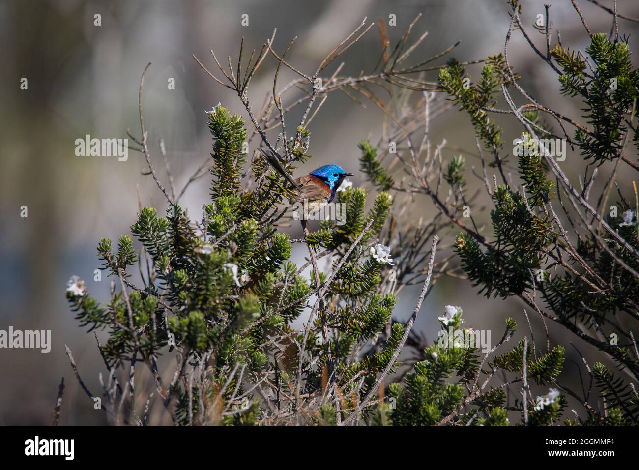 Variegated Fairywren (Malurus lamberti) - Male perched on branch Stock ...
