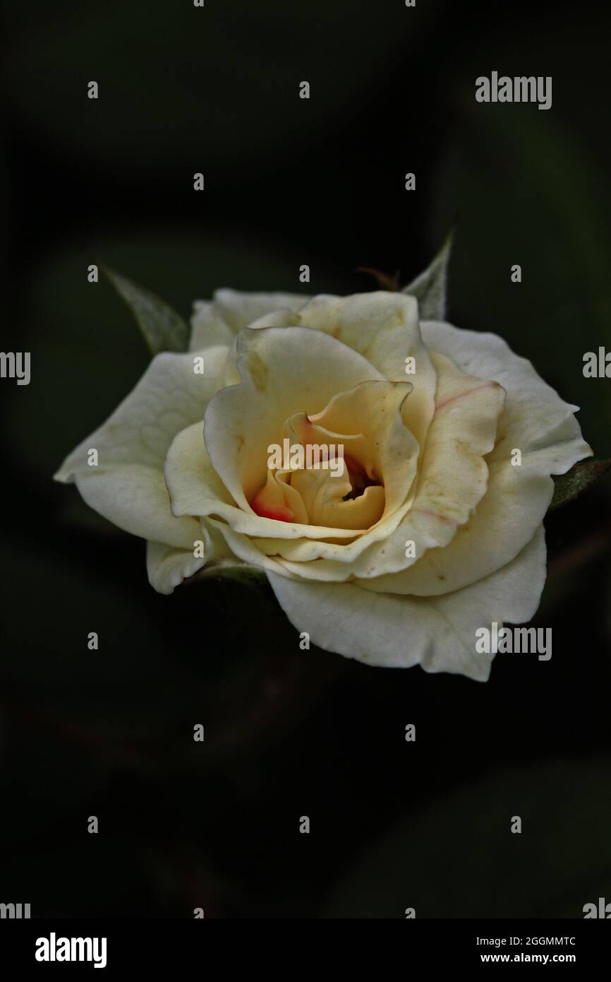 White colour rose hi-res stock photography and images - Alamy