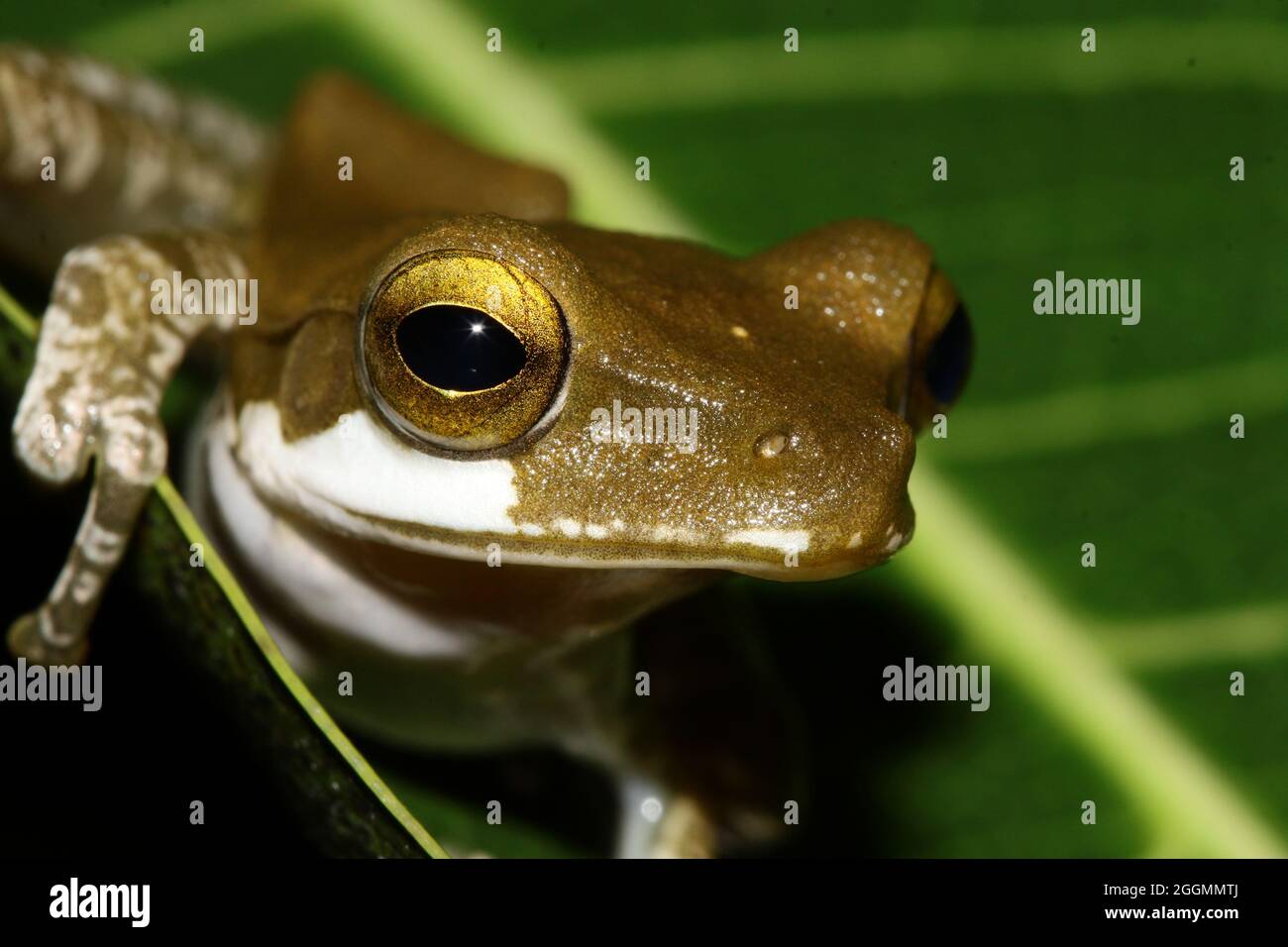 Very small brown frog in Sri Lanka Stock Photo - Alamy