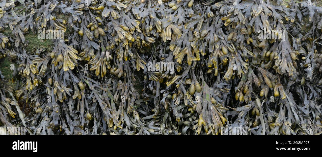 Full frame close up of spiral wrack seaweed showing leaf detail and ...