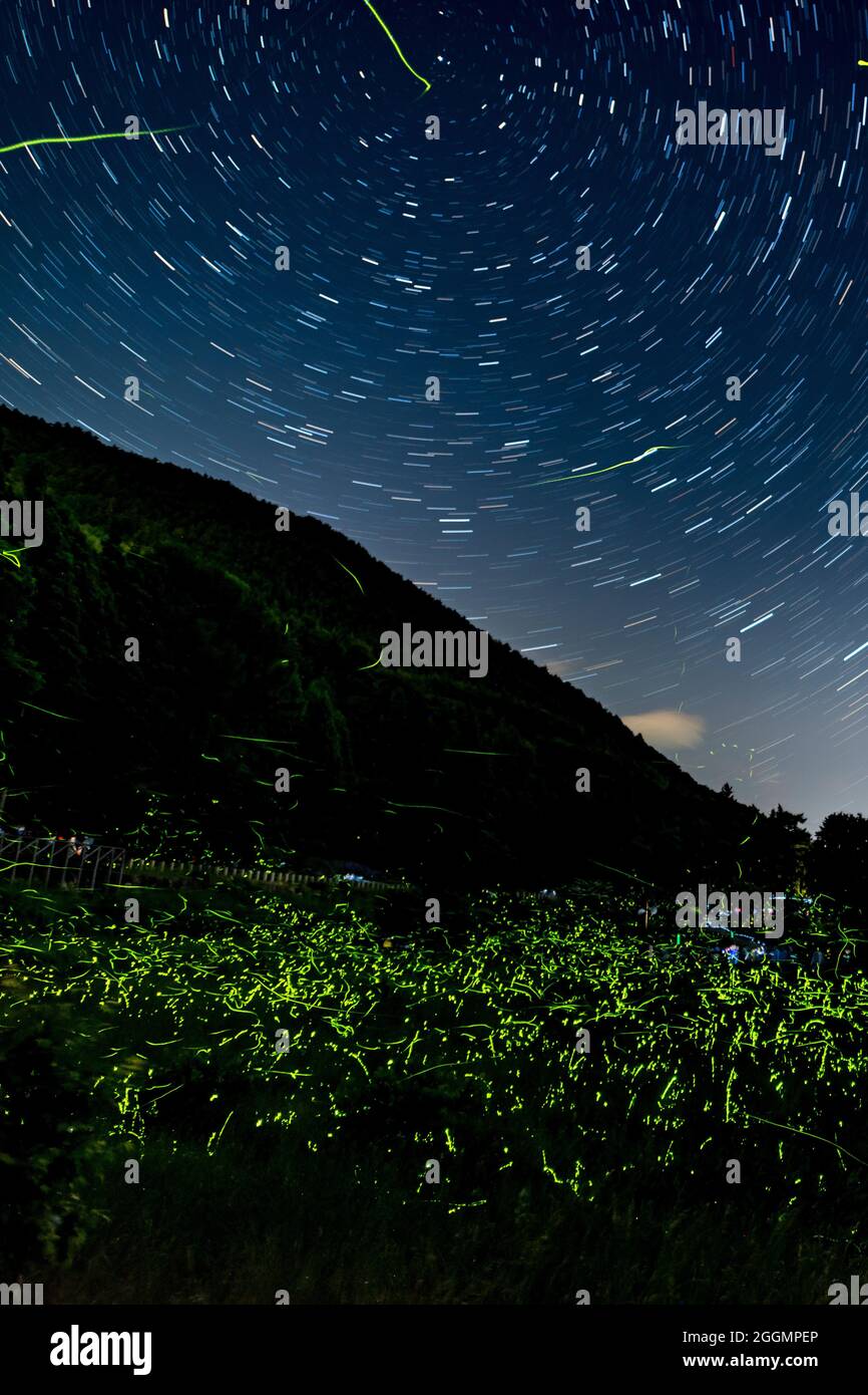 Blue firefly hi-res stock photography and images - Alamy